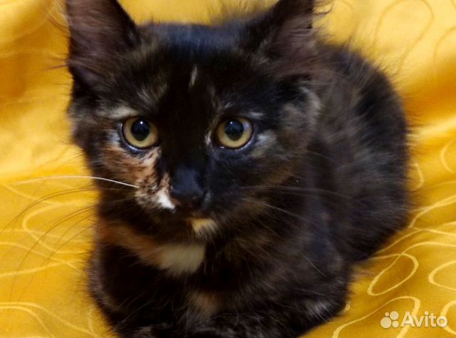 Котомалышка черепахового окраса Тата мечтает