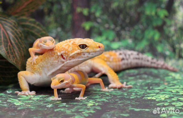 Эублефары. Малыши сезона 2021