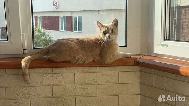 Нежный персик