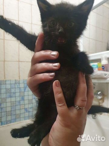 Кот в добрые руки