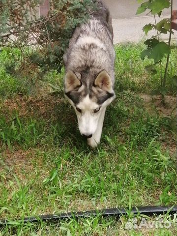 Найдена собака