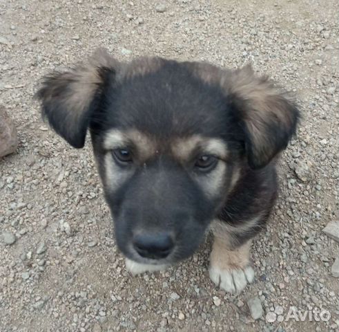 Щенки дворняжки