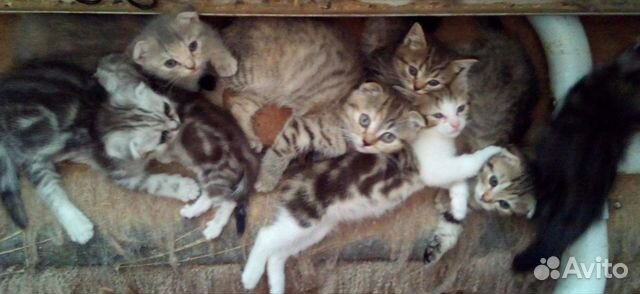 Шотландские котята