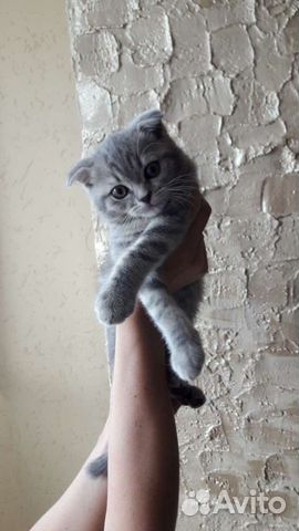 Шотландская вислоухая кошка