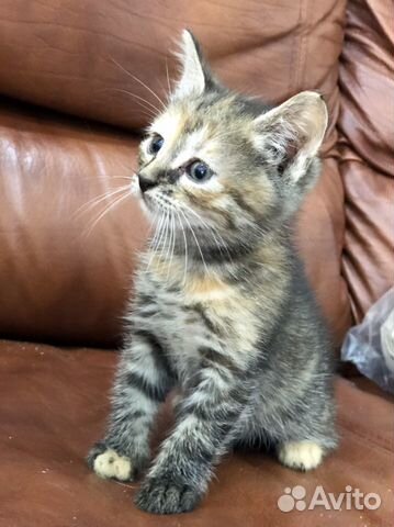 Котенок в добрые руки