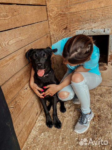Щенок не переживет зиму и умрет в приюте