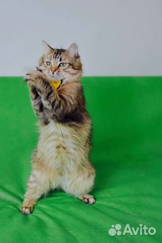 Уссури, сибирское чудо