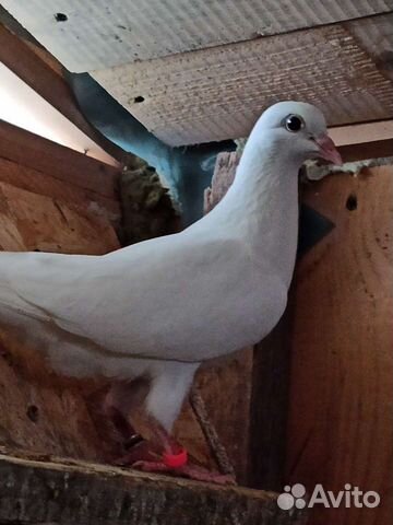 Продажа голубей, белые типплеры