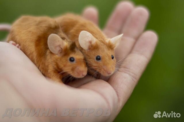 Мышки кудрявые сатиновые рыжие