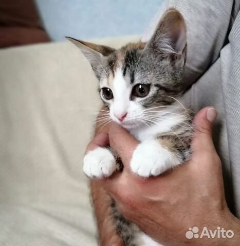 Котёнок в добрые руки