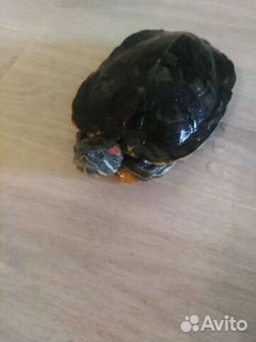 Отдам даром бесплатно красноухая черепаха вместе с