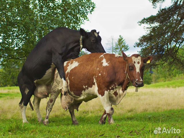 Осеменение коров