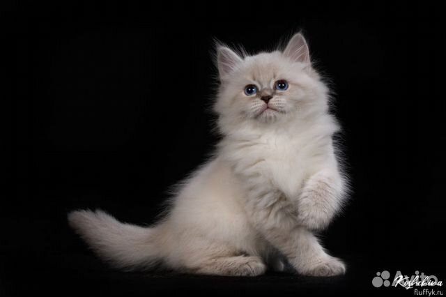 Невские Маскарадные котята