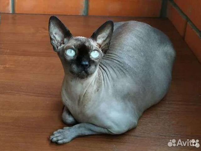 Канадский сфинкс девочка