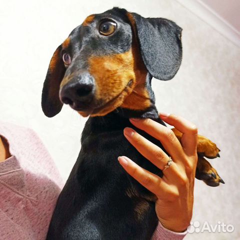 Ищем дом таксюше