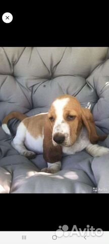 Бассет хаунд