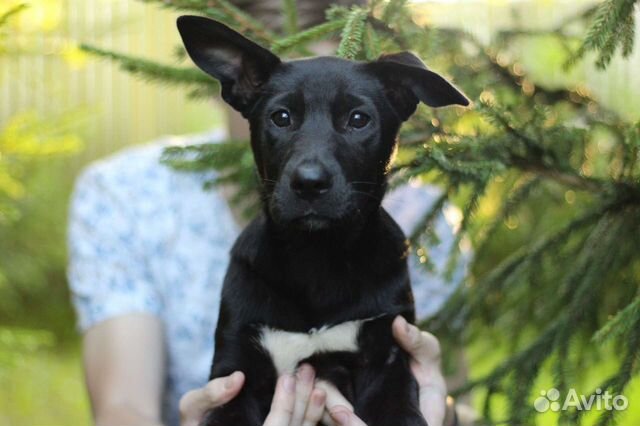 Щенок Челси в добрые руки