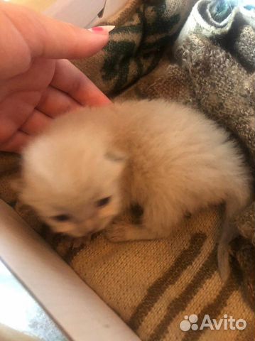 Котёнок