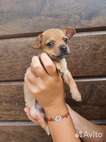 Той-терьер щенки