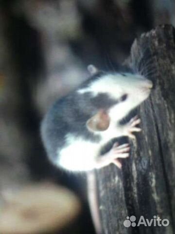 Мышки дамбо