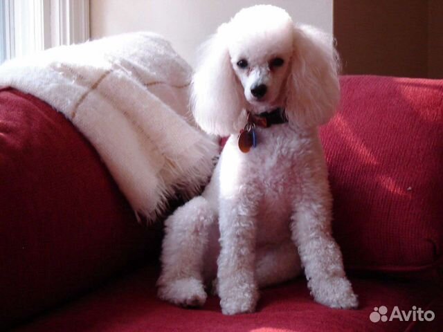 Подросток Пудель