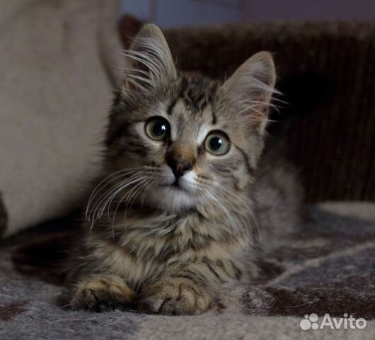 Пушинка 3,5 месяца