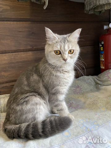 Британские котята короткошерстные