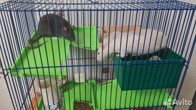 Отдам двух крысок