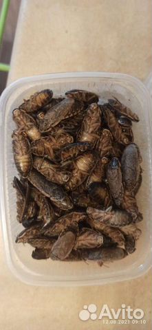 Мраморные тараканы