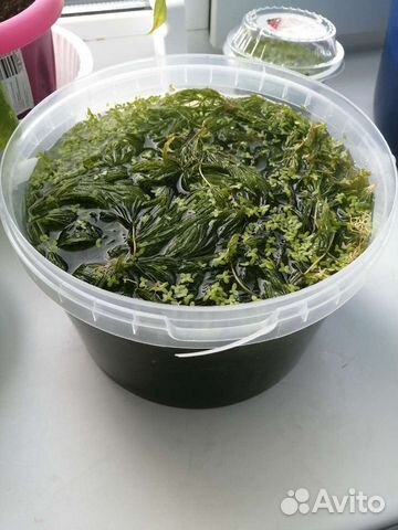 Аквариумное растение