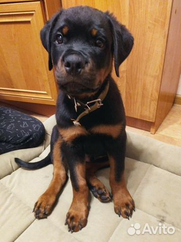 Щенок ротвейлера ищет новый дом