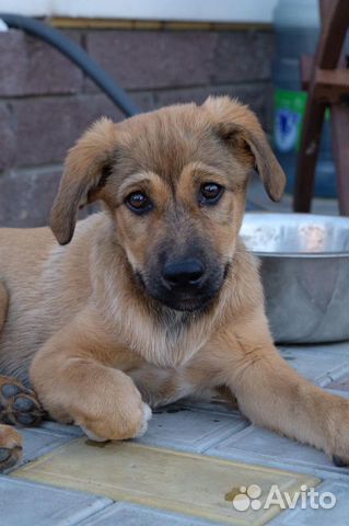 Собака в добрые руки щенок