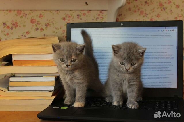 Шотландские котята