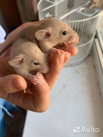 Декоративная крыса