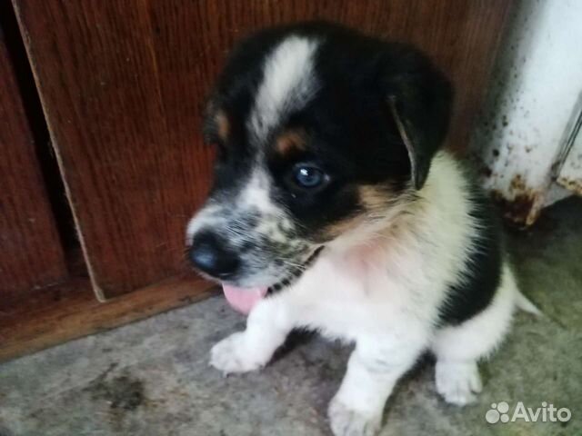 Собаки бесплатно в добрые руки щенки