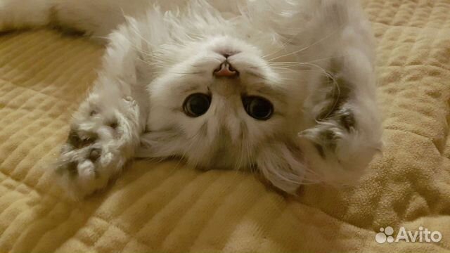 Серебристая шиншилла