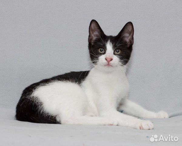 Флора ищет дом