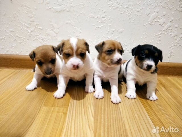 Джек Рассел терьер