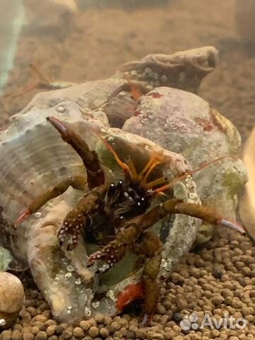 Рак отшельник в морской аквариум