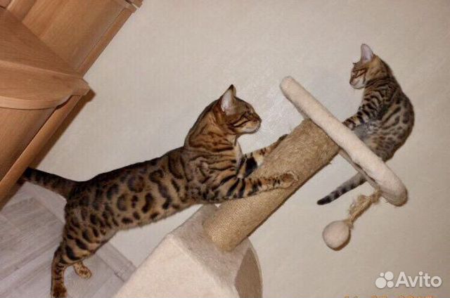 Вязка бенгал