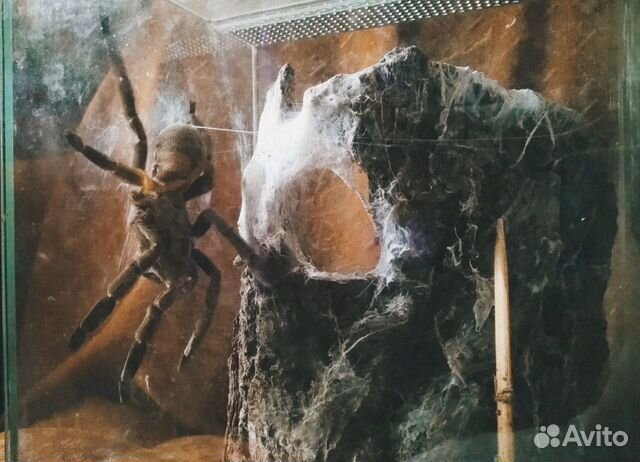 Паук- птицеед Psalmopeus Cambrigei L12