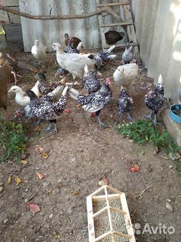 Сибрайты и фазаны