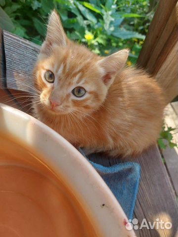 Отдам котёнка. Серьёзный парень