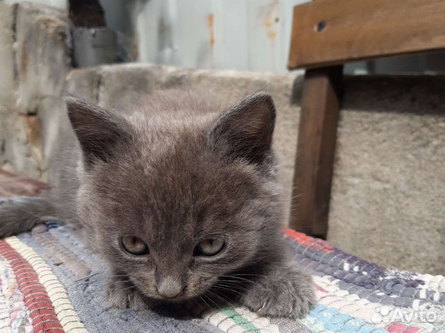 Кот