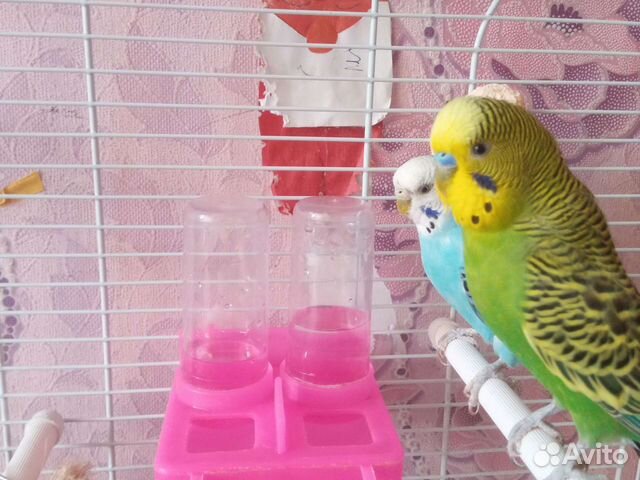 Попугаи волнистики мальчик и девочка