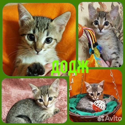 Котенок Додж ищет дом