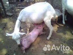Продаются козы, поросята, гуси, свиноматки