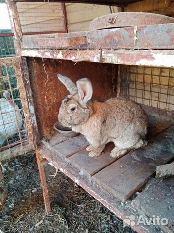 Кролики великаны