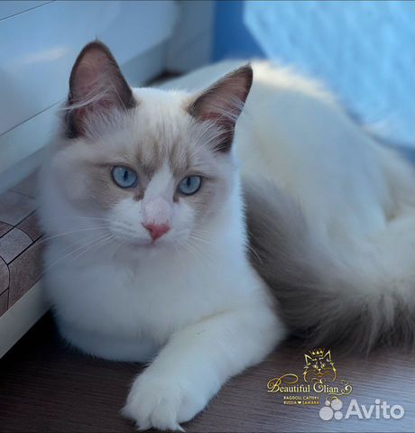 Котенок рэгдолл