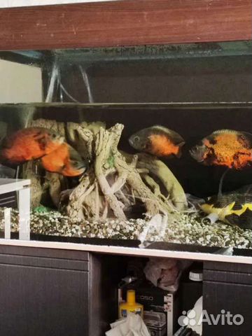 Астронотусы аквариумные очень красивые